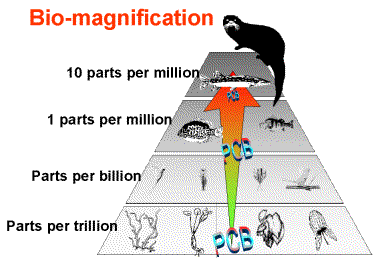 Bio-accumulation, Bio-concentration and Bio-magnification - GKToday