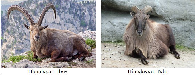 Himalayan Tahr – GKToday