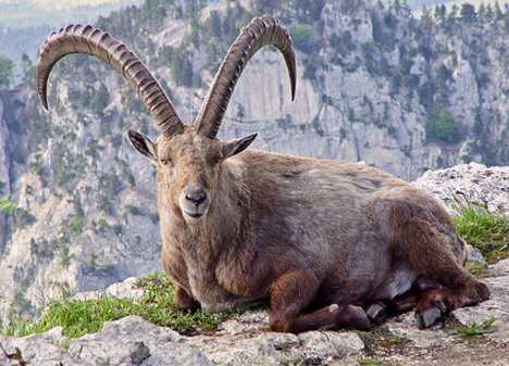 Himalayan Ibex - GKToday