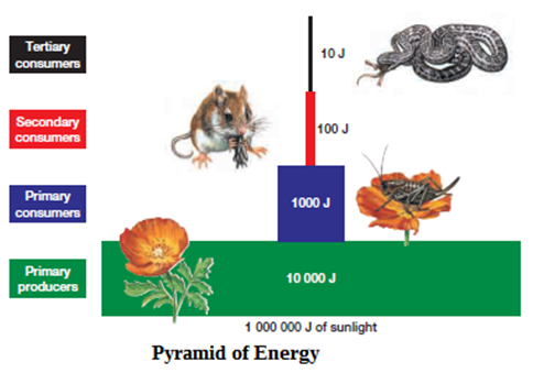 Ecological Pyramids of Numbers, Biomass and Energy – GKToday