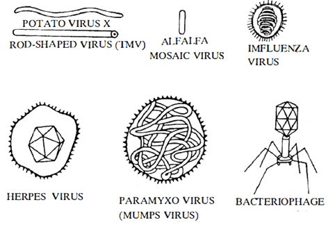 Virus: Virus Structure, Plant Viral Diseases, Animal Viral Diseases ...
