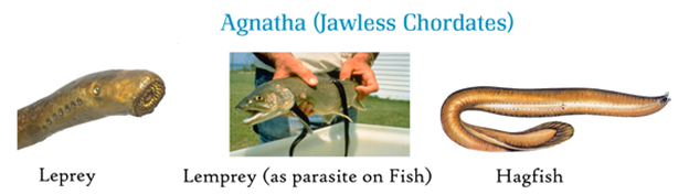 Difference Between Agnatha and Gnathostomata – GKToday