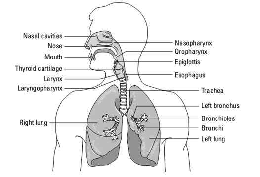 Organs And Structures Of The Respiratory System Anatomy Human Internal