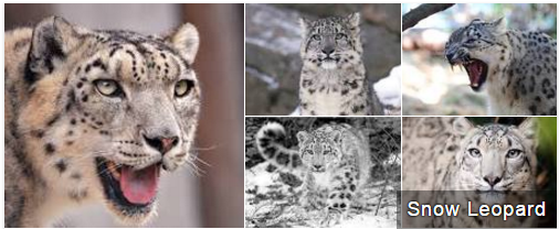 Project Snow Leopard - GKToday