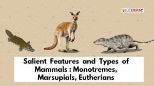 Salient Features and Types of Mammals: Monotremes, Marsupials ...