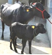 Sach-Gaurav: India's first cloned Assamese buffalo born - GKToday
