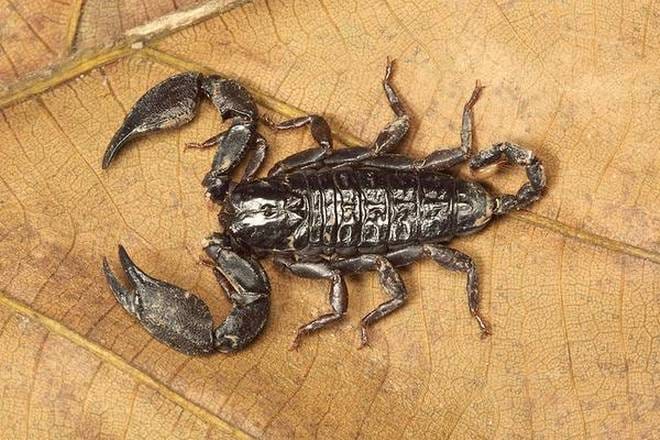 Schaller’s wood scorpion: New scorpion species discovered in Tripura ...