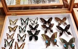 India's first insect museum opened in Tamil Nadu - GKToday