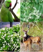 Andhra Pradesh notifies new state symbols after bifurcation – GKToday