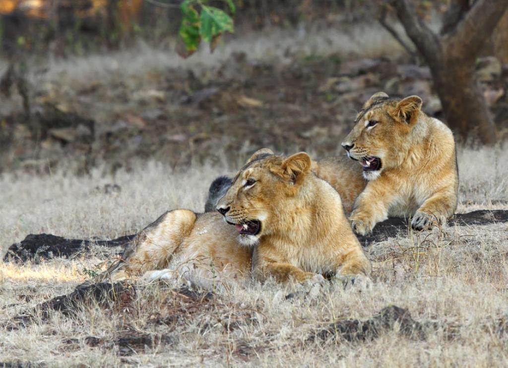 Project Lion – GKToday