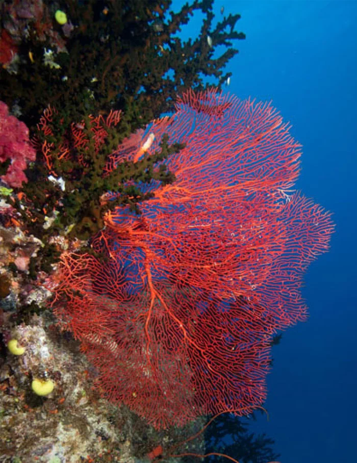 Soft Coral Sea Fan