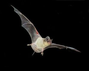 Kolar Leaf-Nosed Bat – GKToday