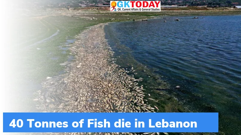 40 Tonnes of Fish die in Lebanon - GKToday