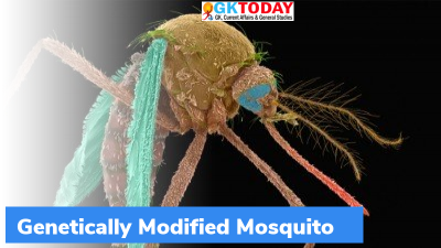 First Genetically Modified Mosquitos - GKToday