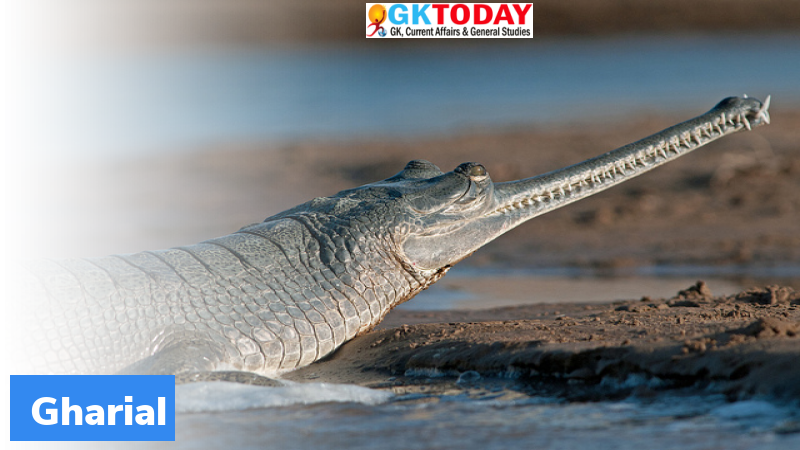Gharial Hatchlings seen in Odisha - GKToday