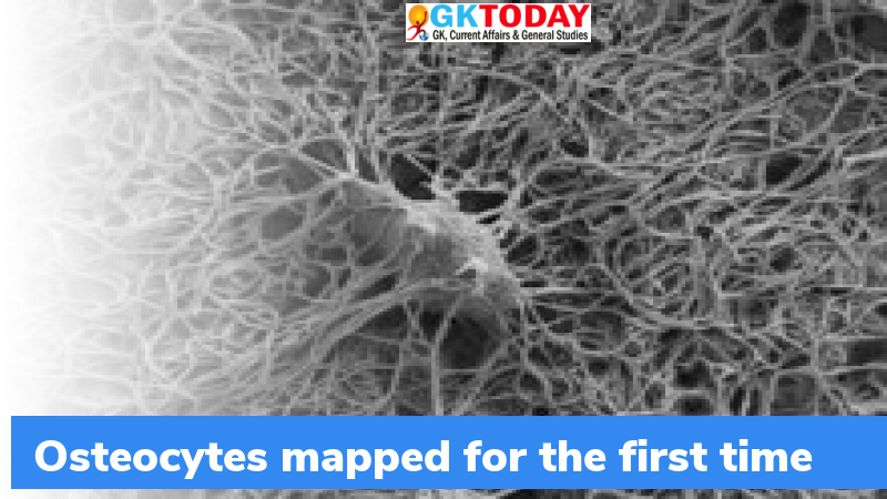 Osteocytes mapped for the first time - GKToday