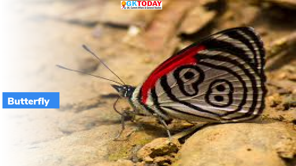 Butterfly Migration in India - GKToday