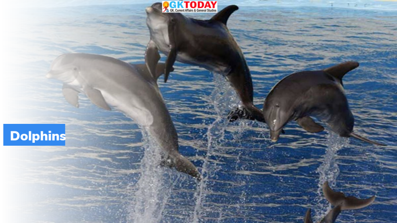 National Dolphin Research Centre to come up in Patna – GKToday