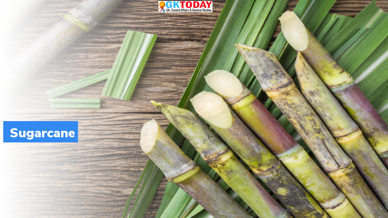 India’s Major Crops: Sugarcane – GKToday