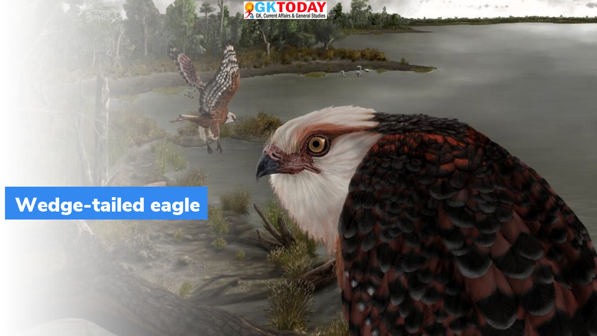 Australia: Fossil of Oldest Koala-hunting eagle discovered – GKToday