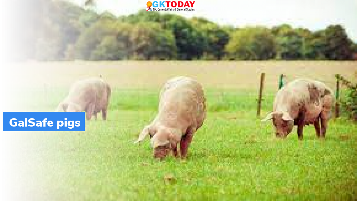 GalSafe Pigs - GKToday