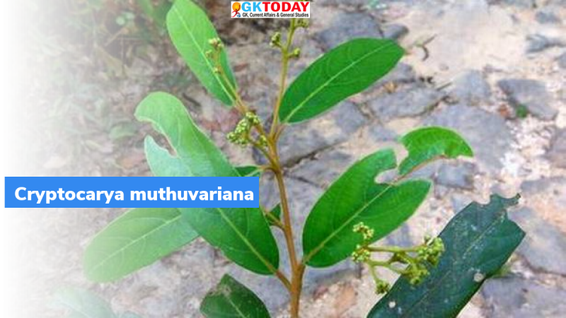 Cryptocarya Muthuvariana: new tree species named after a tribe – GKToday