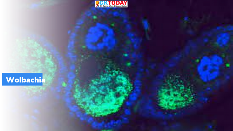 Bacteria Wolbachia to Prevent Dengue - GKToday