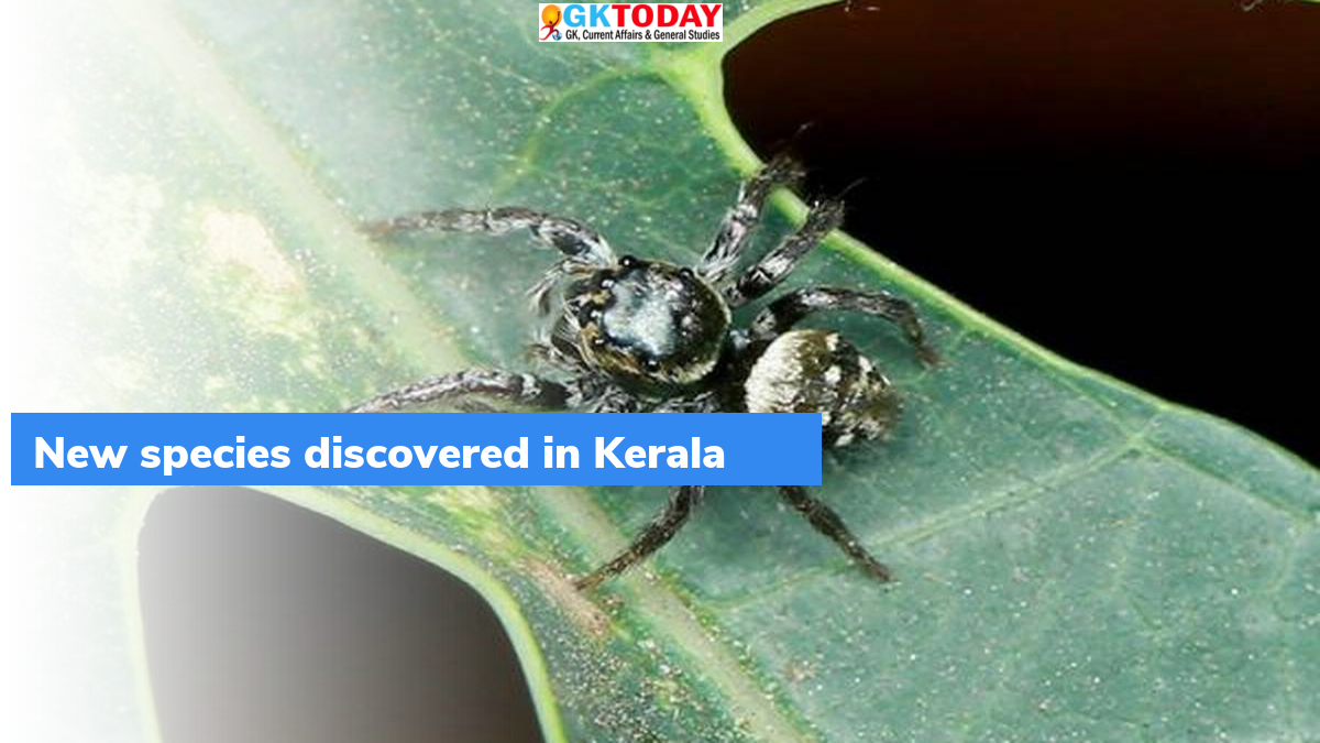 Kerala: New species of spider and millipede - GKToday