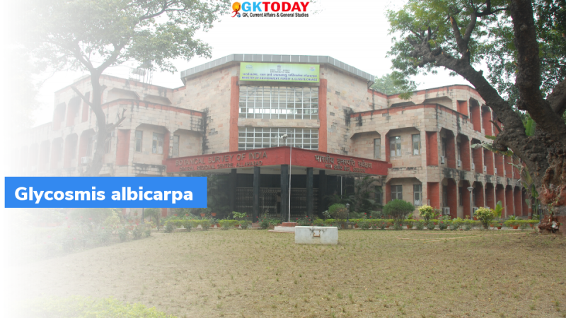 Five new shrub Frogs species found in Western Ghats – GKToday