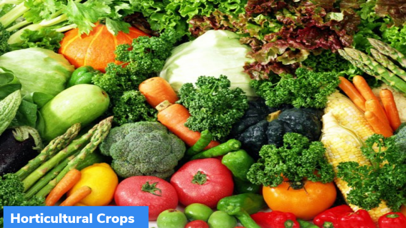 Final Estimates of 2020-21 of Area and Production of Horticultural ...