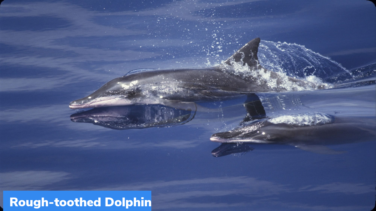 Rough-toothed Dolphins - GKToday