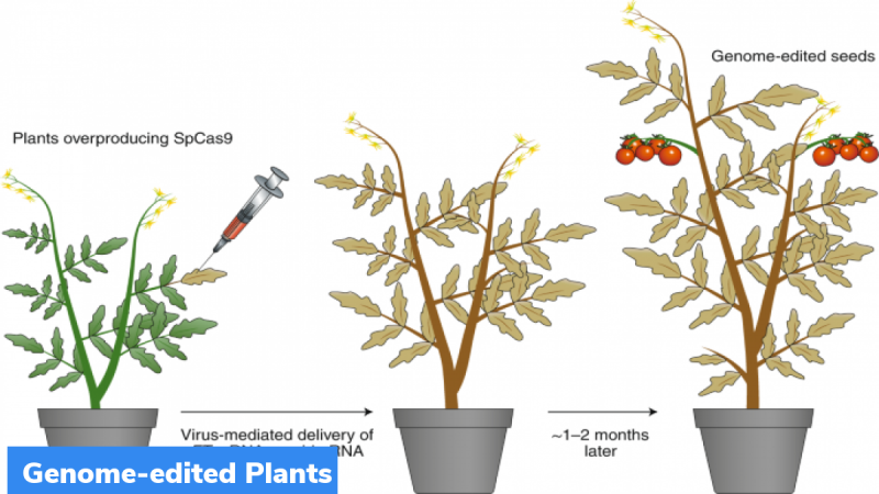 World’s first GM Rubber planted in Assam - GKToday