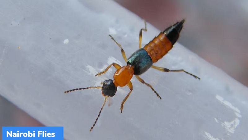 Nairobi flies (Dragon bugs) – GKToday