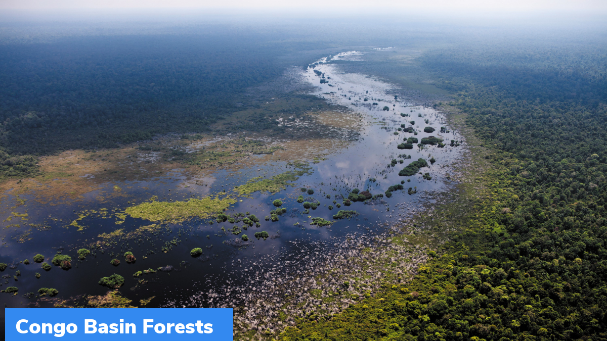 Congo Basin Forests – State of the Forests 2021 - GKToday