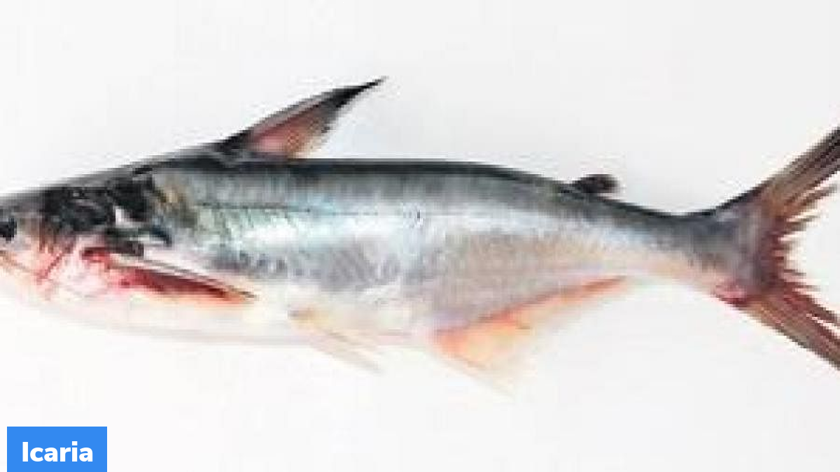 Icaria: new catfish species – GKToday
