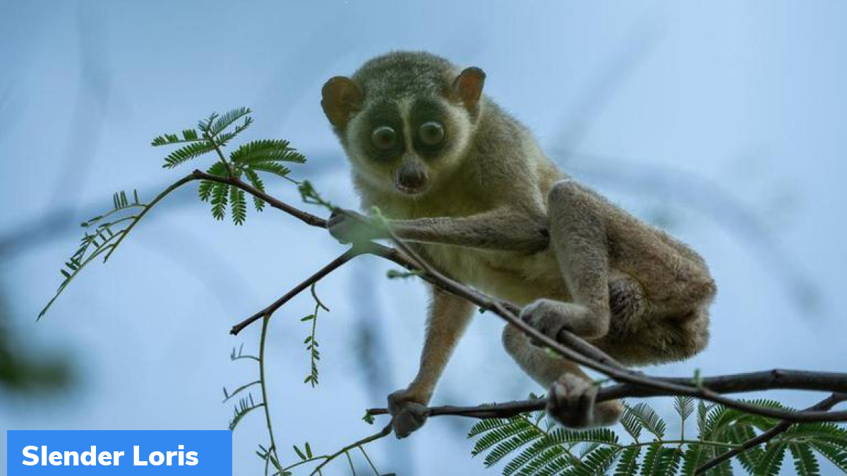 Kadavur Slender Loris sanctuary - GKToday