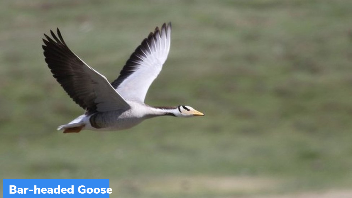 Bar-headed Goose – GKToday