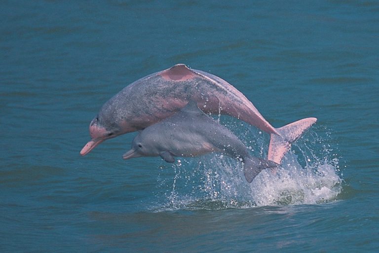 What is Indo-Pacific Humpback Dolphin? – GKToday