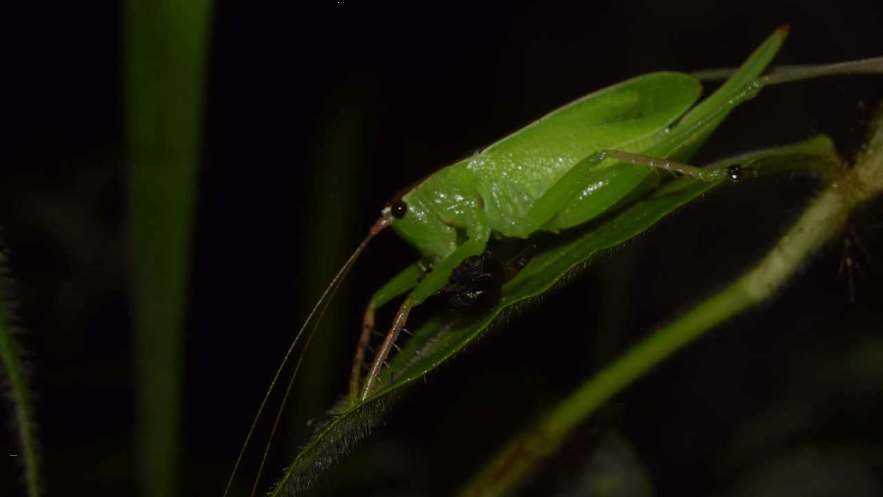 Three New Species of Bush Crickets - GKToday