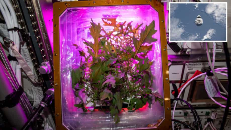 Vegetable Production System (Veggie) - GKToday