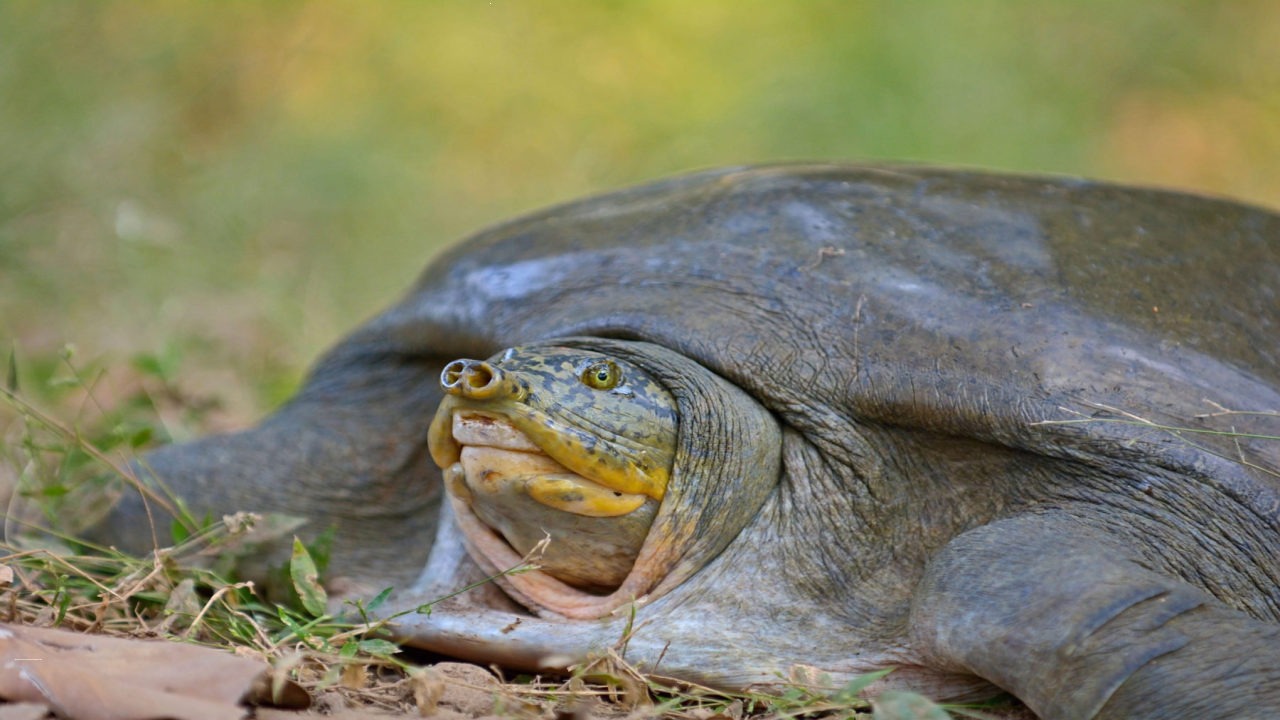 Burmese Peacock Softshell Turtles - GKToday