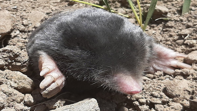 Talpa hakkariensis and Talpa davidiana tatvanensis – GKToday