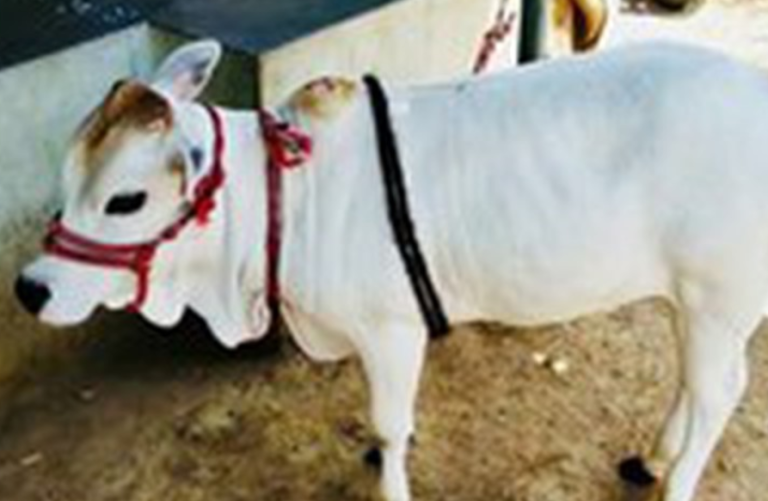 The Punganur Cow – India’s Shortest Humped Cattle Breed – GKToday