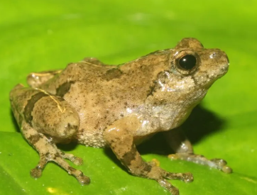 Raorchestes asakgrensis: New Frog Species Discovered in Meghalaya – GKToday
