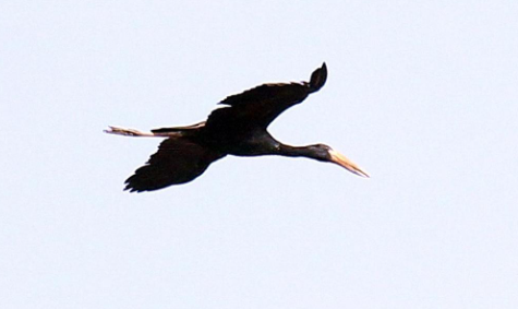 African Openbill Stork Makes Rare Appearance in Kerala – GKToday