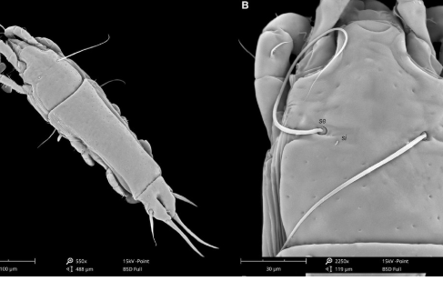 Trouessartia thalassina and Proterothrix sibillae: New Feather Mites ...