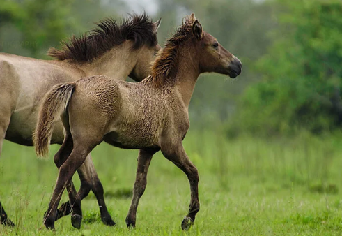 Urgent Action Needed for Assam’s Feral Horses – GKToday